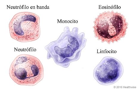 Repaso de los Sistemas Circulatorio Linfático y Excretor Jeopardy Template