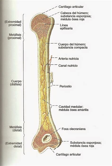 Partes Del Hueso Dibujo