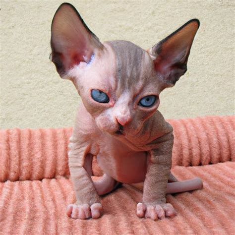 Sphynx Kittens For Sale Finding Your Perfect Hypoallergenic Companion