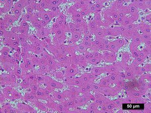 Human Breast Tissue Normal FFPE Sections