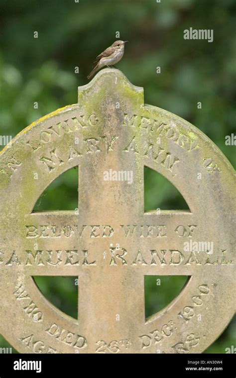 Spotted Flycatcher Muscicapa Striata Adult Perched On Grave Stone In