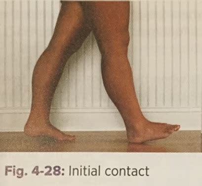 Normal Gait Flashcards Quizlet