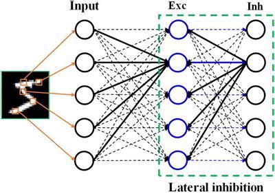 Frontiers Neural Coding In Spiking Neural Networks A Comparative