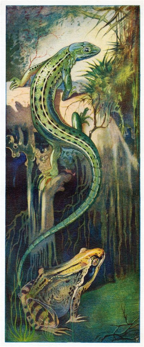 Vintage Illustration Frog Reptile Free Stock Photo Public Domain Pictures