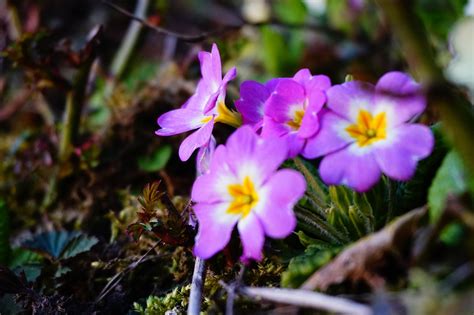 Bunga Bunga Alam Flora Foto Gratis Di Pixabay Pixabay