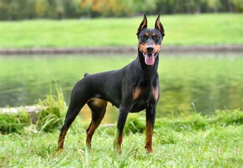 Top 5 Des Races De Chiens Les Plus Rapides Au Monde