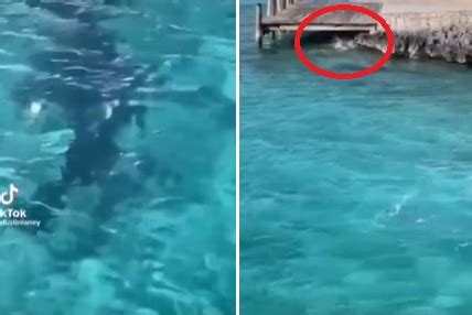 Cane Si Tuffa In Acqua E Fa Scappare Lo Squalo L Incredibile Video