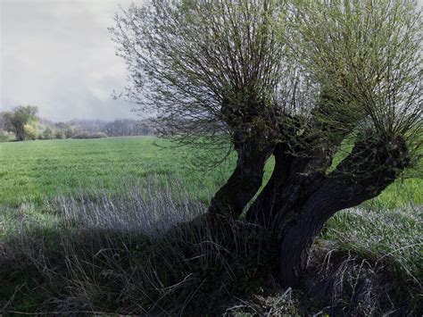 Banco de imagens panorama árvore natureza ramo plantar Prado