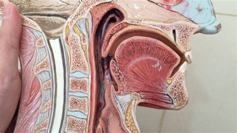 DIAGRAM Diagram Of The Anatomy MYDIAGRAM ONLINE