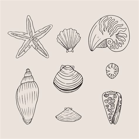 Premium Vector Hand Drawn Seashell Outline Illustration