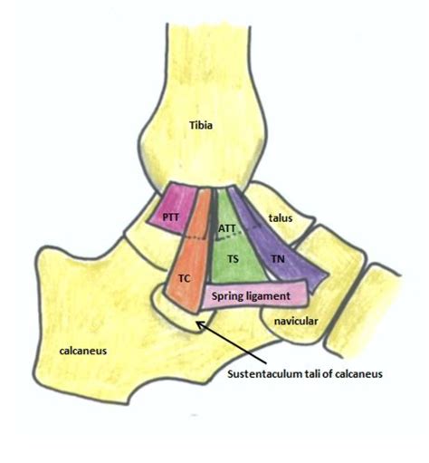 Sonographic Appearance Of The Deltoid Ligament A Intact Superficial