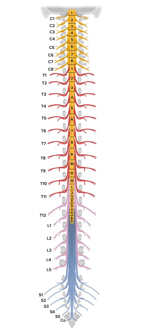 Nervous System Anatomy Structure And Classification Concise