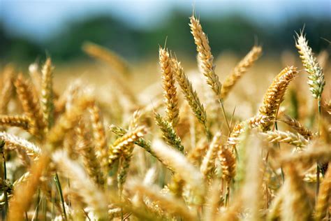 Weizen Korn Von Chaitanya K Kostenloses Foto Auf Pixabay