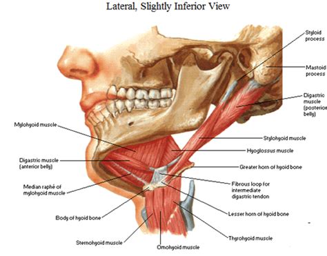 El Blog Neuroanatomico Del Dr Mime CUELLO MUSCULOS Y APONEUROSIS DEL