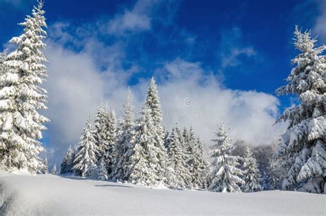 Forest Covered With Snow In Winter Poland Stock Photo Image Of