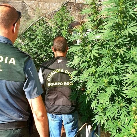 La Guardia Civil desmantela una plantación de marihuana