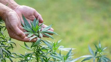 Por qué se celebra hoy el Día Mundial de la Marihuana y qué significa