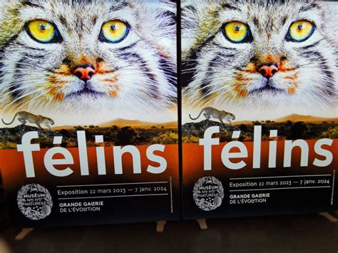Découverte de l expo Félins au Muséum National d Histoire Naturelle
