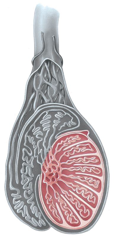 Sagittal Section Of The Testis Showing Seminiferous Tubules Diagram