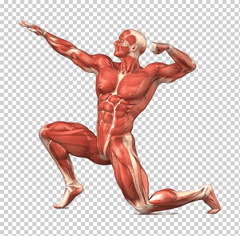 Hombre con ilustración muscular sistema muscular músculo esquelético