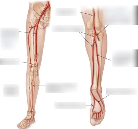 Arteries Of The Lower Limb Diagram Quizlet