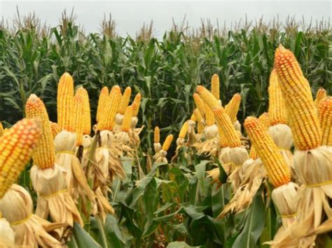 Condições climáticas favorecem o desenvolvimento do milho 2ª safra