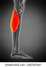 3d Rendered Medically Accurate Muscle Anatomy Stock Illustration