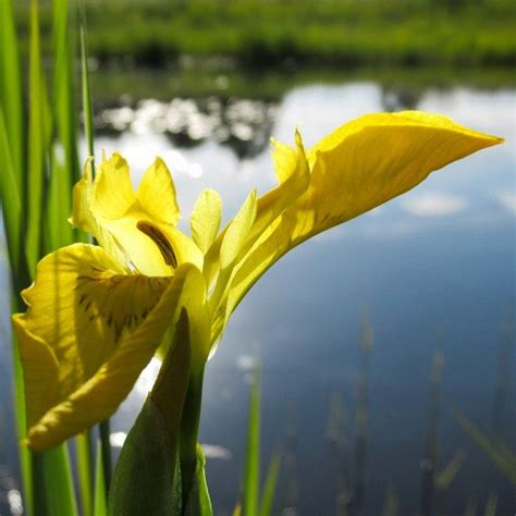 Vijverplanten Kopen Van Der Velde Waterplanten Kwekerij Waterplanten