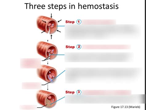 Diagram Of Steps Of Hemostasis Quizlet