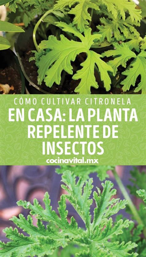 Cómo cultivar citronela en casa la planta repelente de insectos en