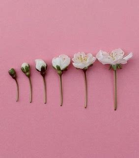 Sfondo Aesthetic Rosa Pastello Il Colore Emblema Delle Millennial Girls