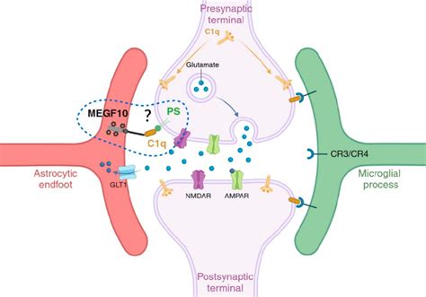 Glia Mediated Synaptic Pruning Astrocytes And Microglia Cells Can Both