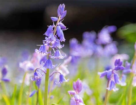 Jacinthe Des Bois Plantation Et Conseils D Entretien