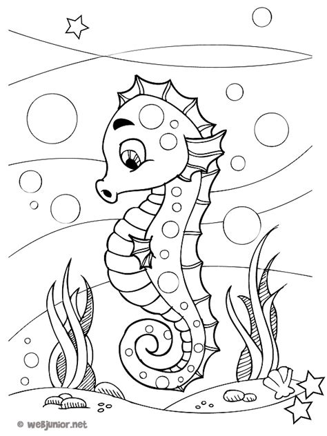 Petit Hippocampe Coloriage Animaux Gratuit Sur Webjunior