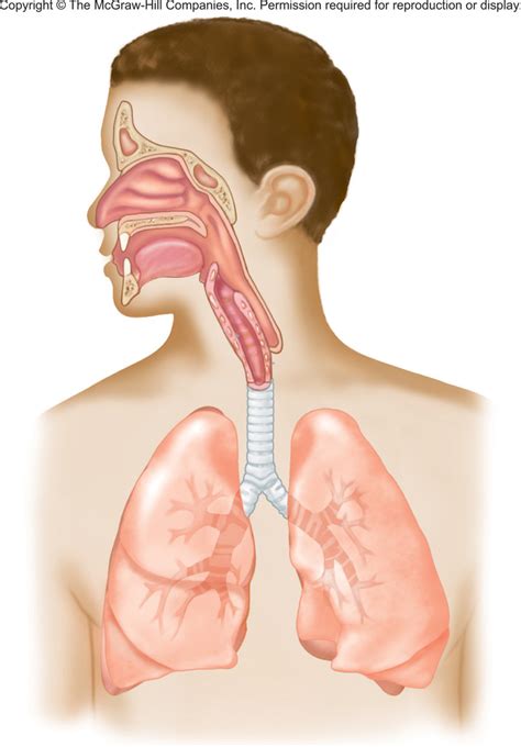 Respiratory System Labeling Diagram Quizlet