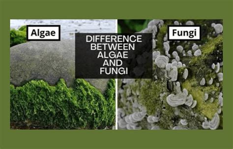 Algae And Fungi Differences With Examples