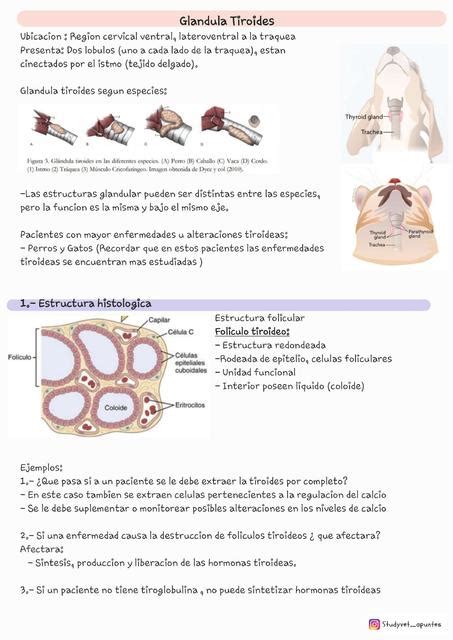 Fisiología Glándula tiroides Studyvet apuntes uDocz