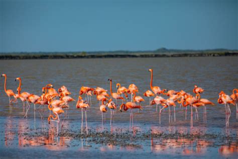 Yucatán Ruta de Flamingos yucatan travel