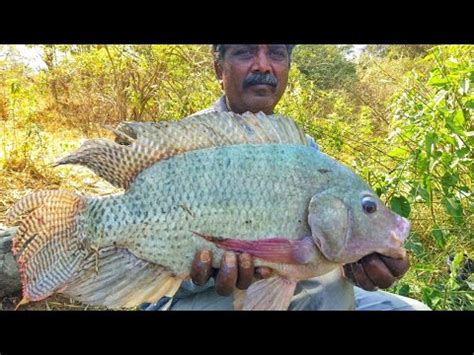 SIGHT FISHING FOR GIANT TILAPIA YouTube