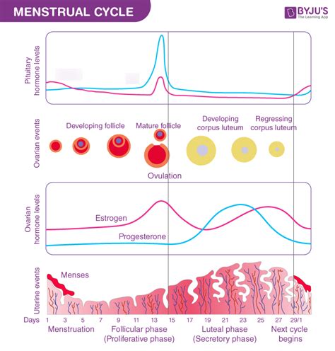 Menstrual Cycle Diagram Quizlet