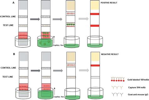 The Schematic Image Of The Assembled Strip Test And The Principle Of