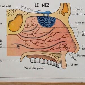 Anatomie Corps humain Vintage Affiche scolaire double face d école