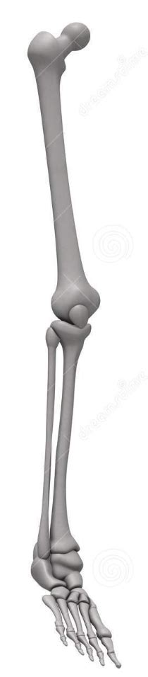 Leg Bones Diagram Quizlet