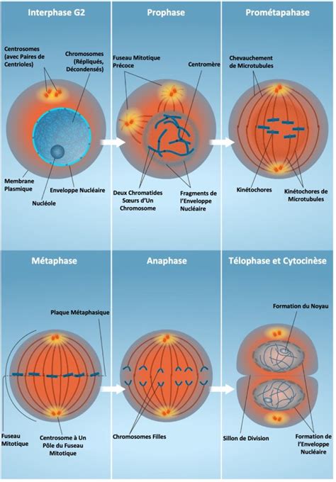 Le Cycle Cellulaire Introduction La Biologie Cellulaire Et