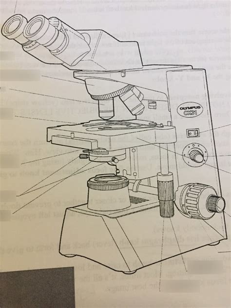 Compound Light Microscope Diagram Quizlet