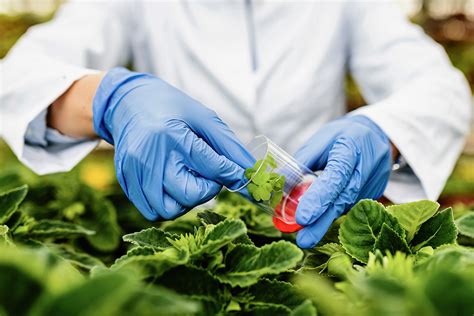 Especialistas en biotecnología para la agricultura LucasBiotech
