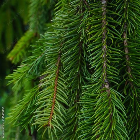 Weeping Ornamental Trees Types Of Weeping Trees For Zone 52 OFF