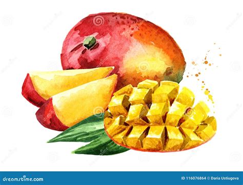 Fruto Da Manga Cubos Da Manga Ilustração Tirada Mão Da Aquarela
