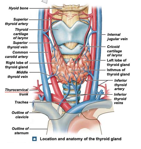 Exp 33 Location And Anatomy Of The Thyroid Gland Diagram Quizlet