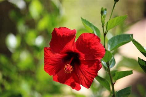 Flor Roja Llamada Hibiscus Rosa Sinensis Rosa De China Cayena O